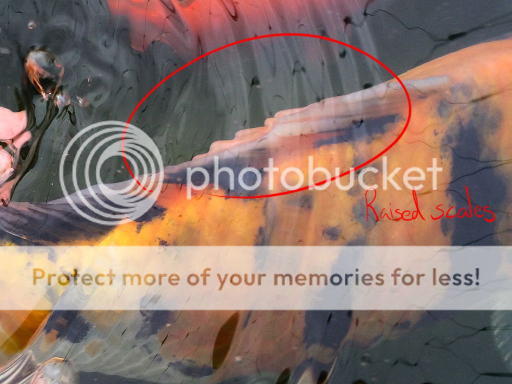 Spawning Injury on Hi Showa - Should I be worried? (Pictures inside)