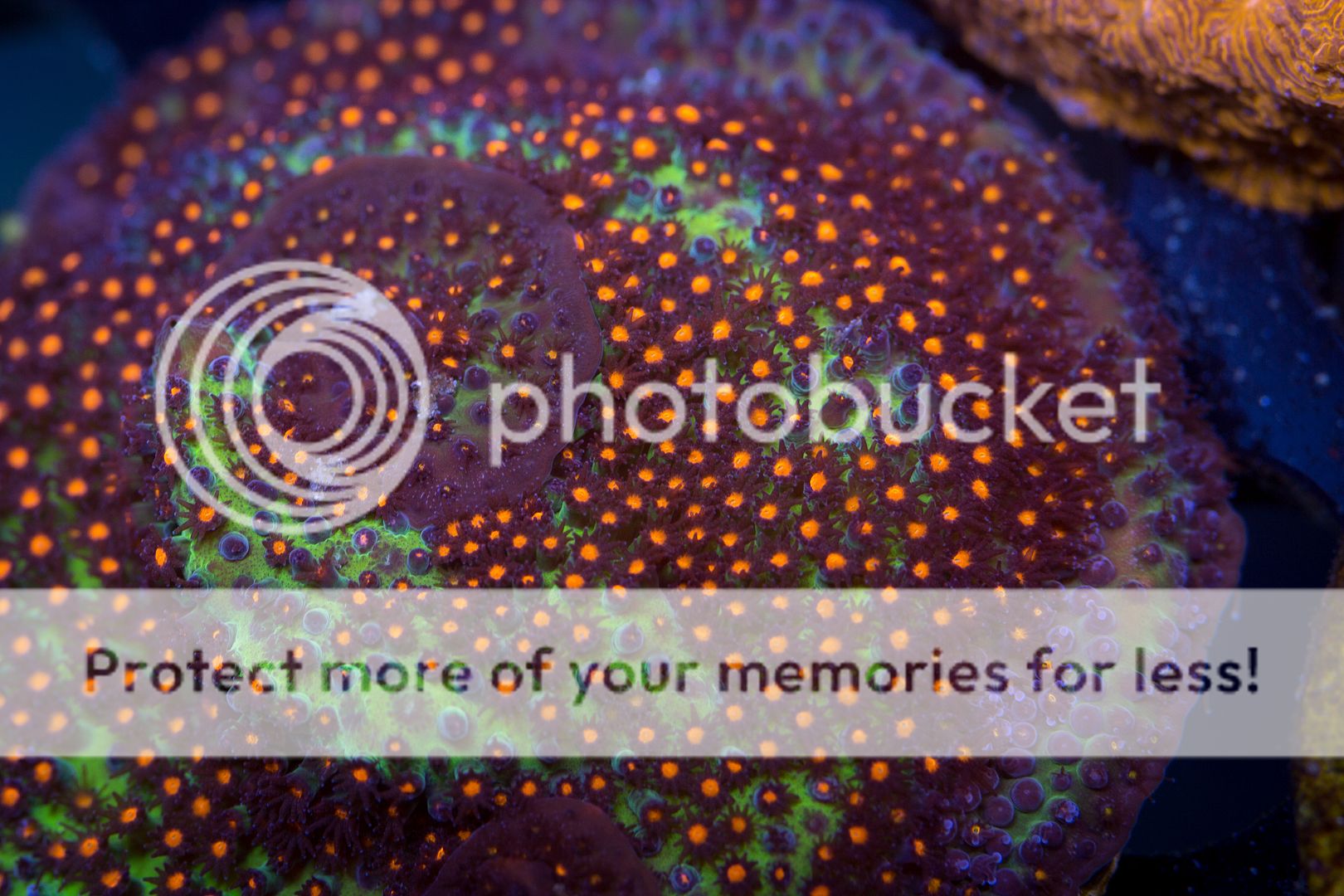 Build Thread - Nuocmam's frag tank. | Page 4 | Reef2Reef