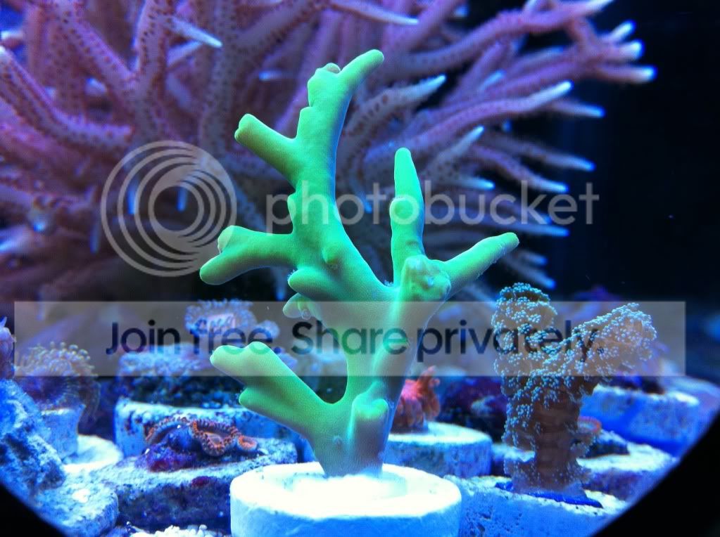 Acropora suharsonoi - Reef Central Online Community