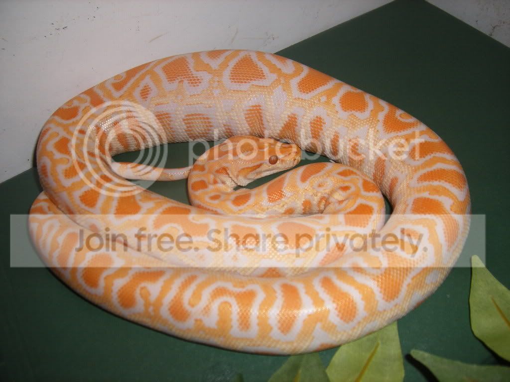 Female Albino Burmese | Reptile Forums
