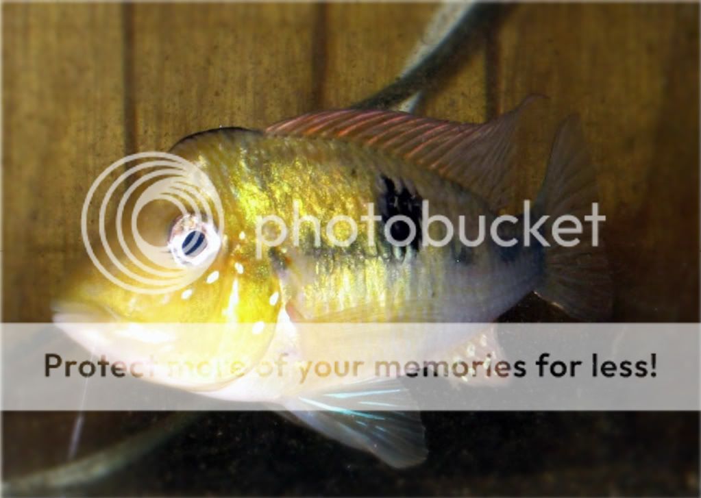 Some new Gymno pics to share | Cichlid Fish Forum