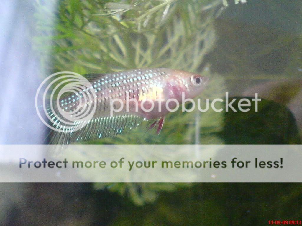 Can Male Bettas Get Vertical Breeding Stripes? | Fish Forum