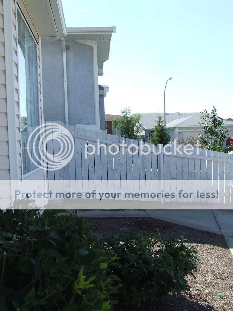 Long, one-foot-wide garden along driveway/fence